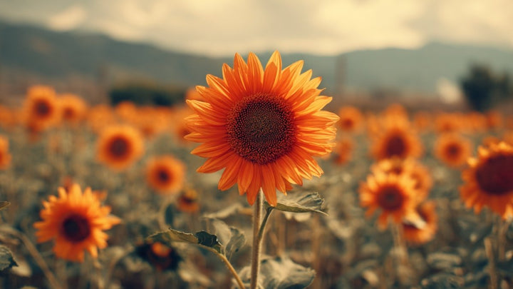 140 You Are Special Quotes & Messages for Every Relationship